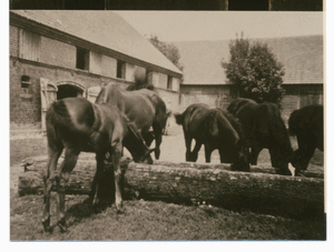 Bildarchiv Ostpreußen